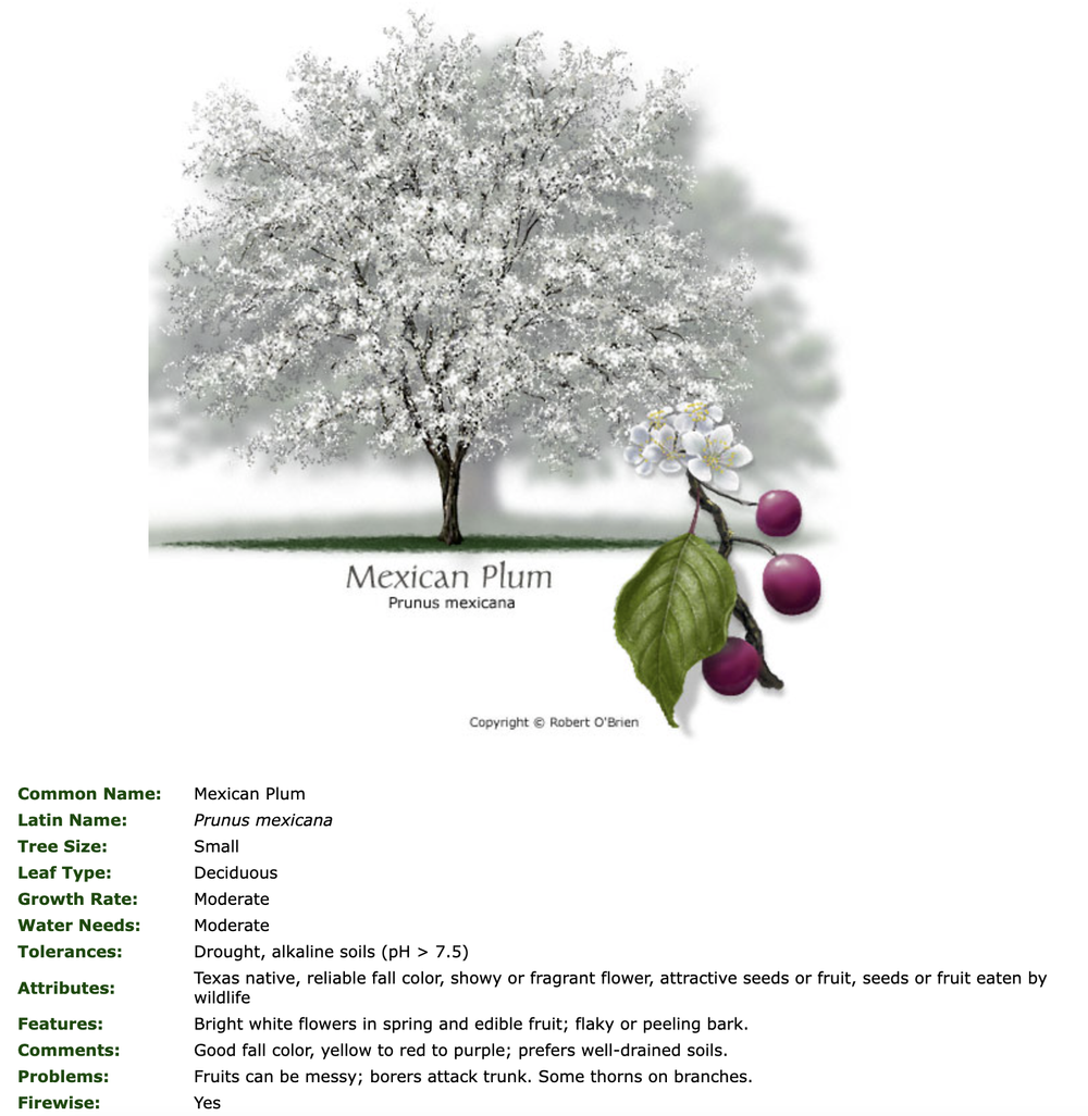 General 4 — Watson Farms Tree Nursery