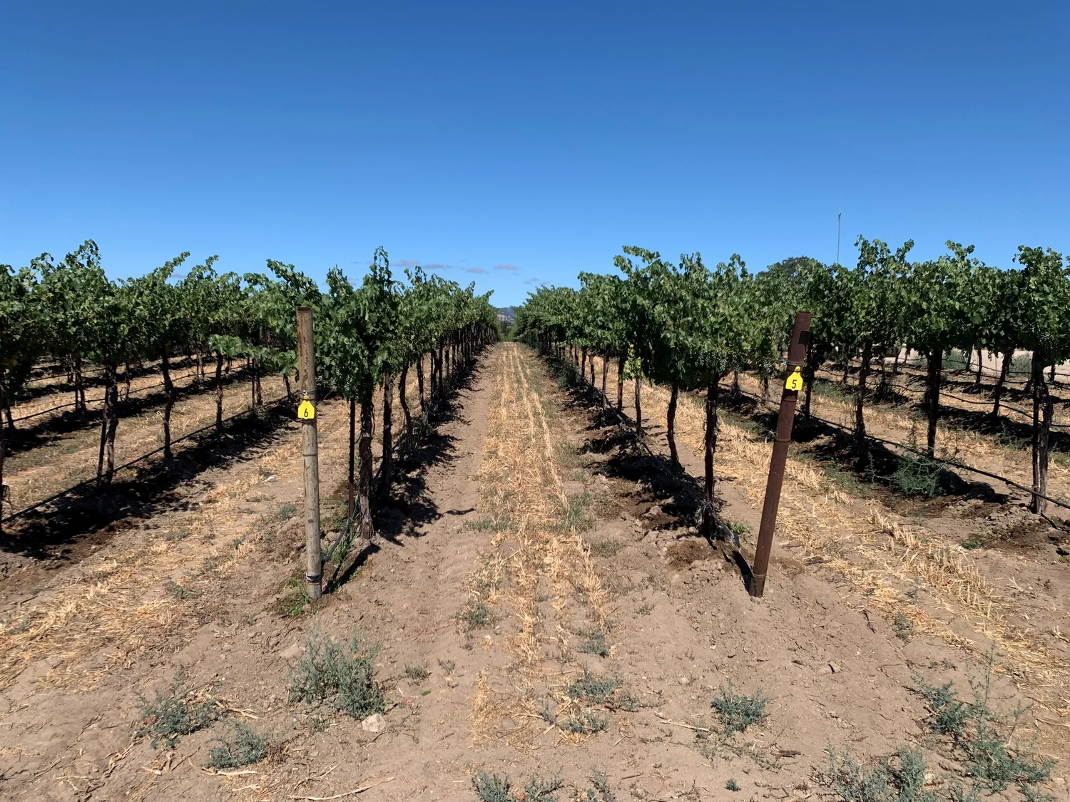 O'Neill Vintners Regenerative Farming Case Study — Agrology