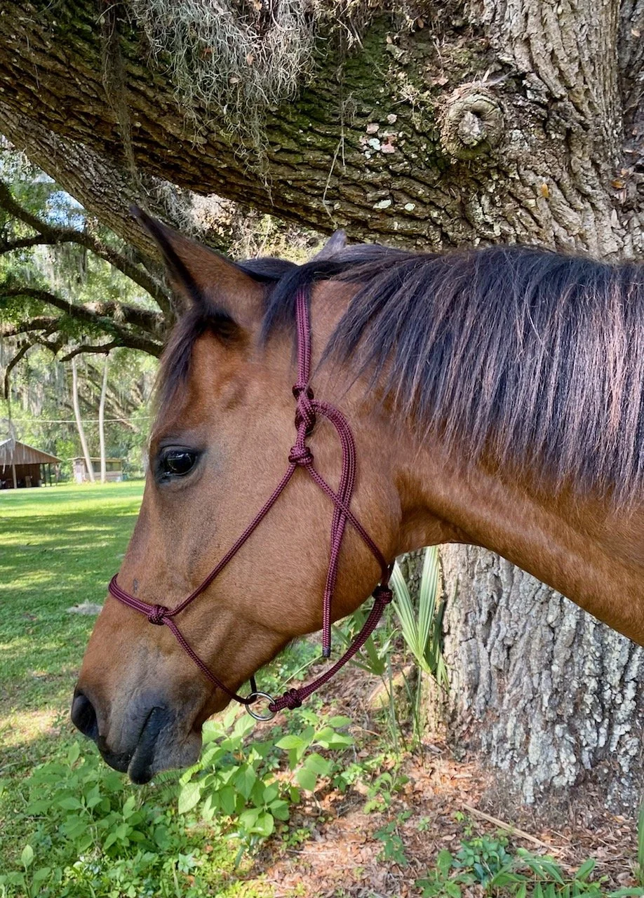 Horsemen's Halter with Ring — Quality Horseman Equipment