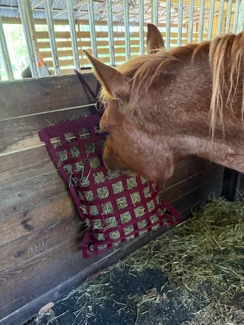 Horse Care — Quality Horseman Equipment