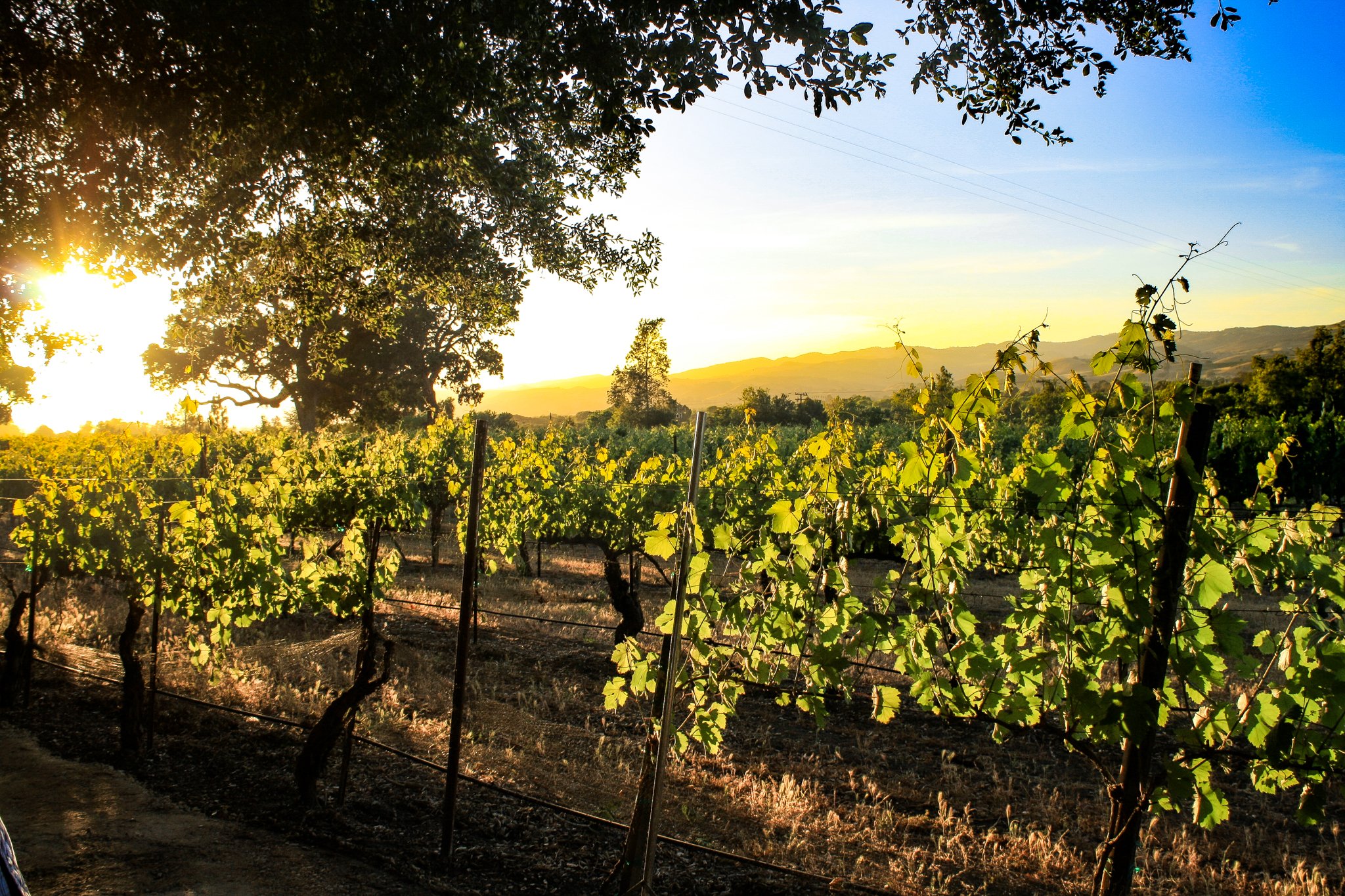 Vega Vineyard & Farm