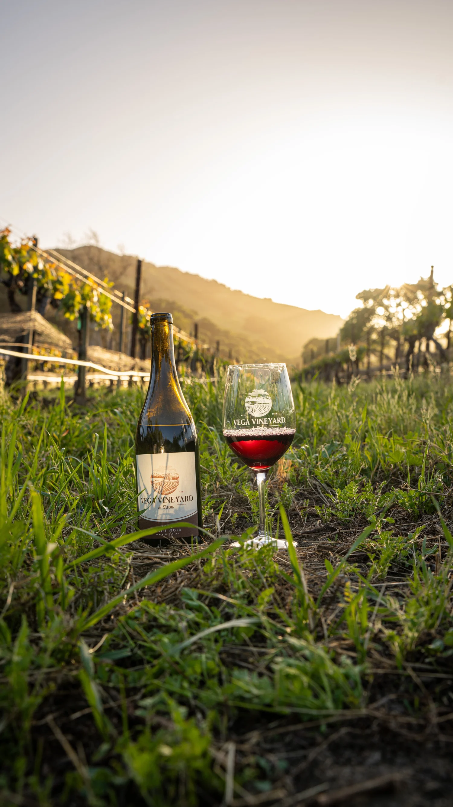 Visit — Vega Vineyard & Farm