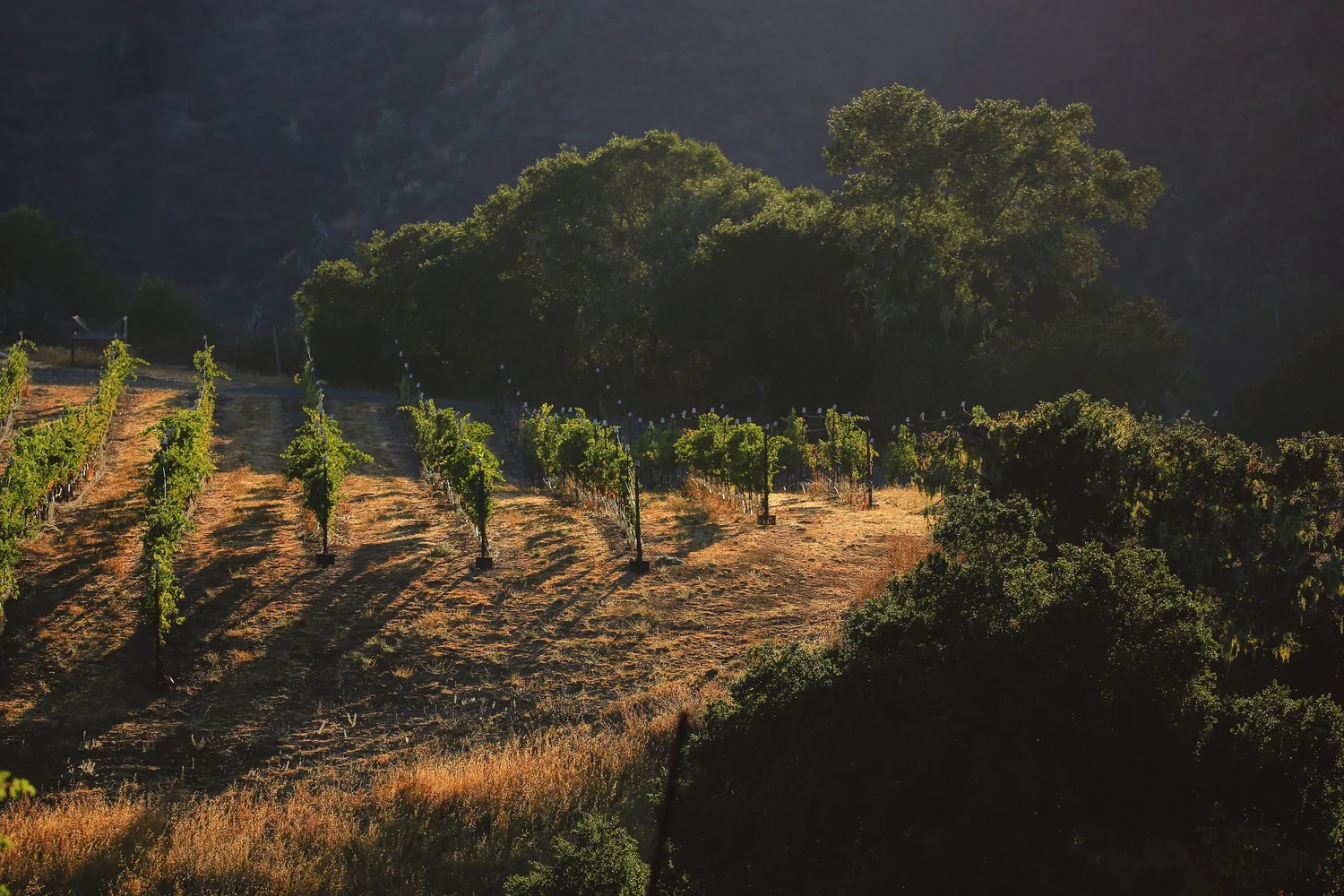 About — Vega Vineyard & Farm