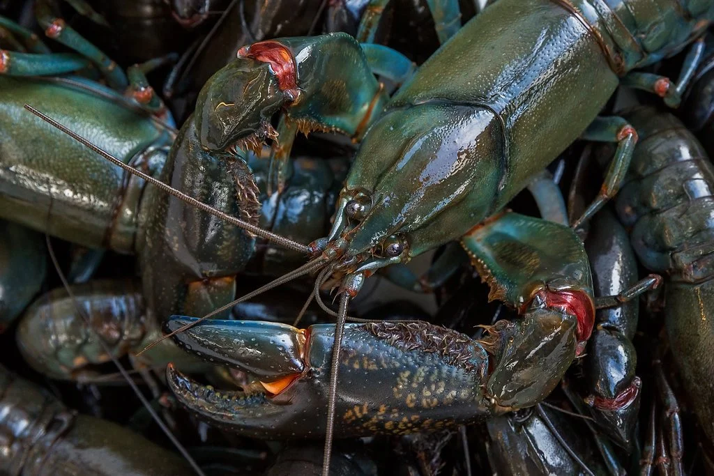 Blue Manna Bistro | Award-Winning Seafood Restaurant Dunsborough