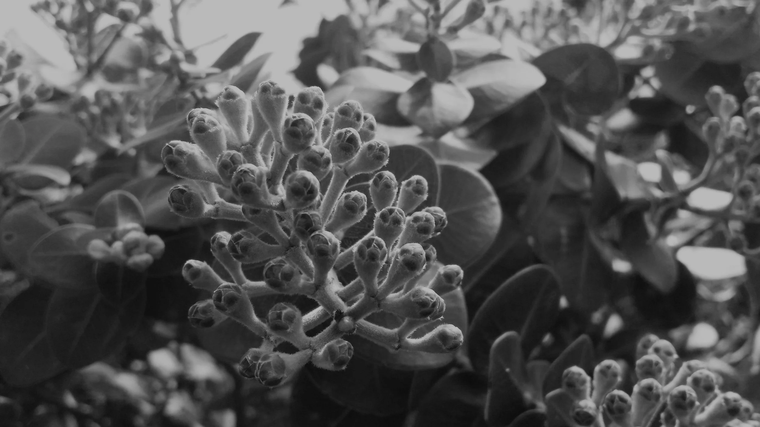 Punahoa Heritage Forest