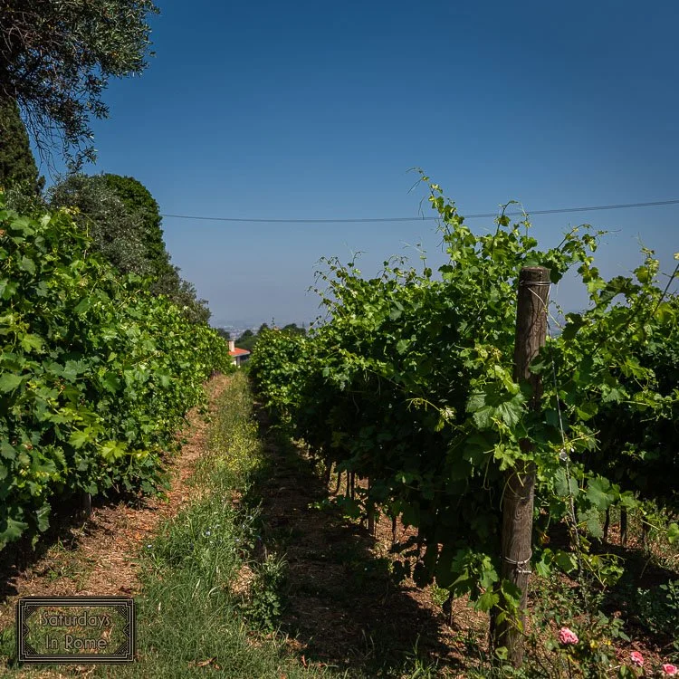A Winery Near Rome That You Need To See Is Villa Simone