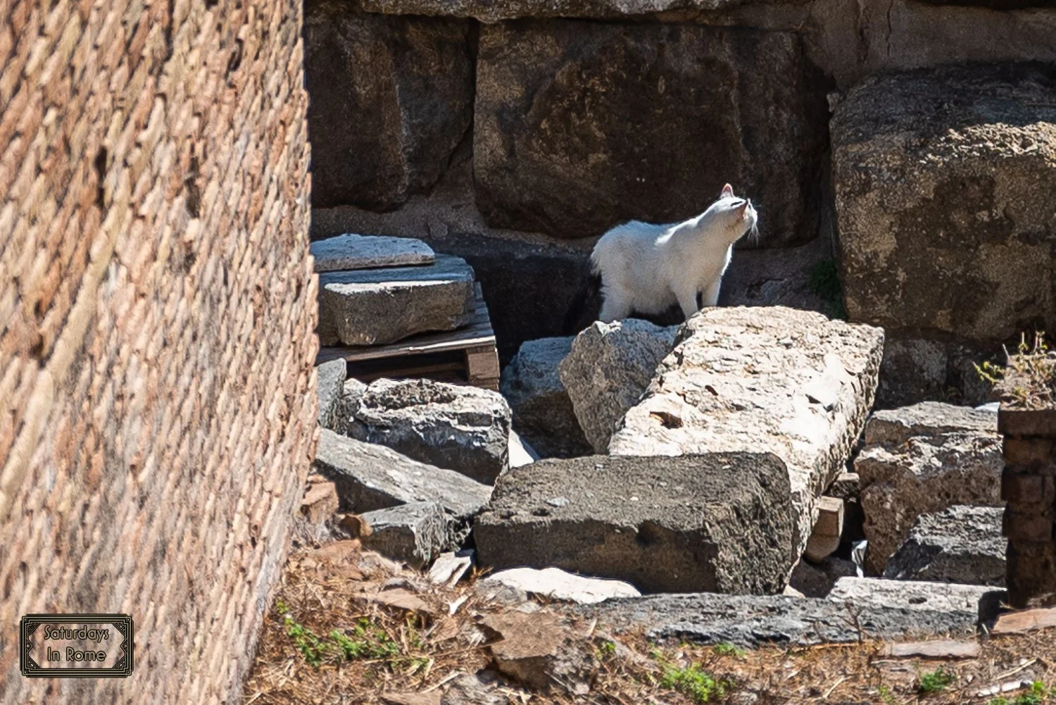 The Cat Sanctuary Among The Rome Ruins