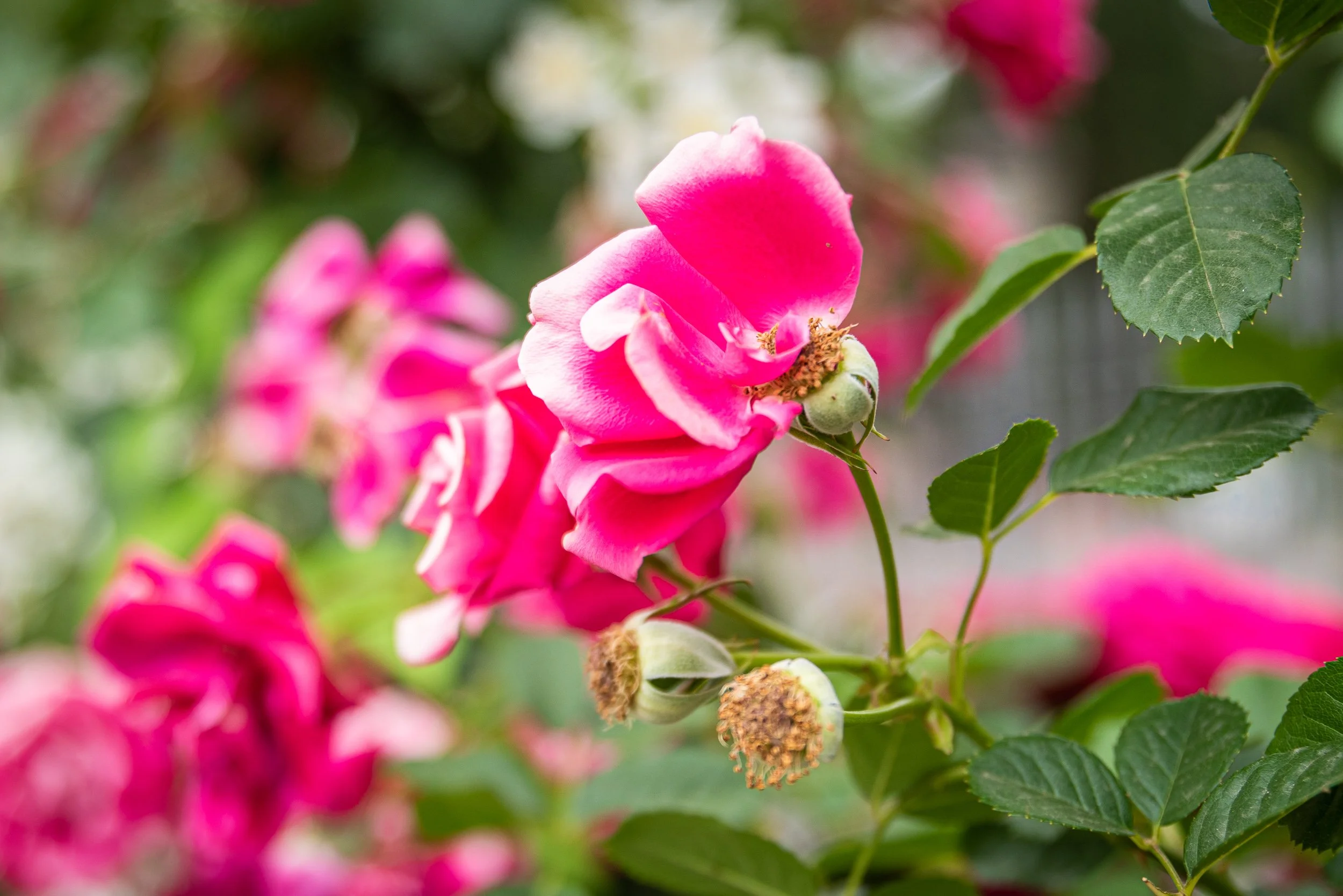 The Rose Garden In Rome, Italy Is Overflowing With Romance