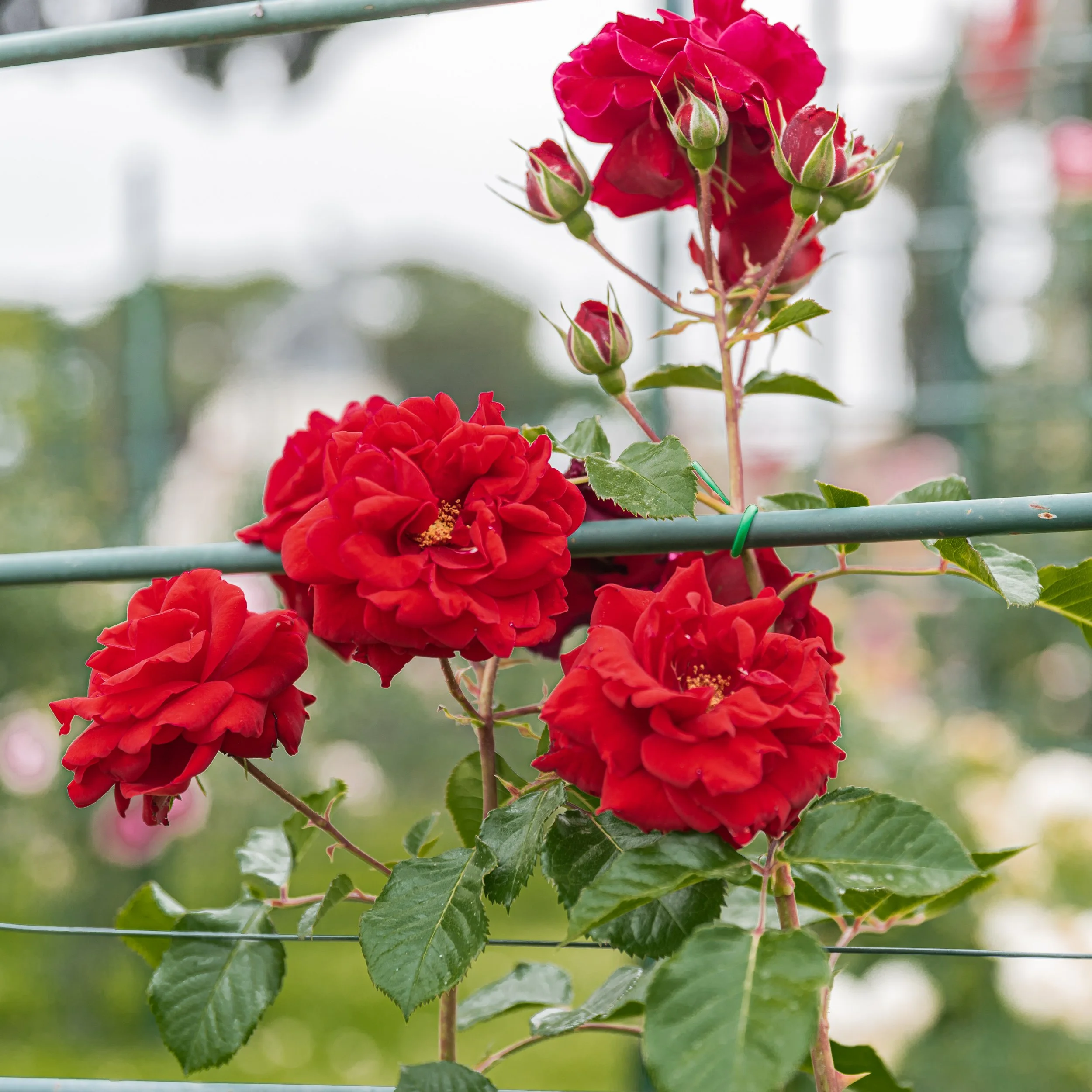 The Rose Garden In Rome, Italy Is Overflowing With Romance