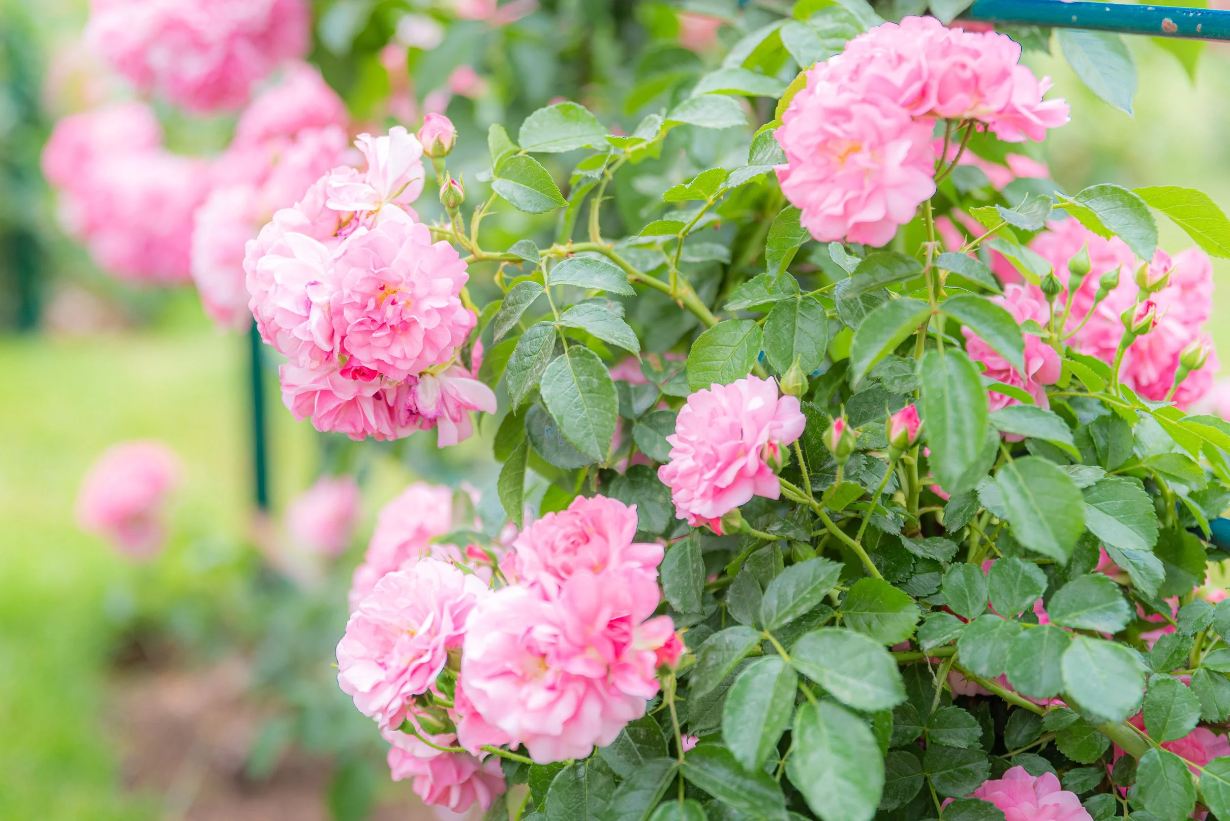 The Rose Garden In Rome, Italy Is Overflowing With Romance