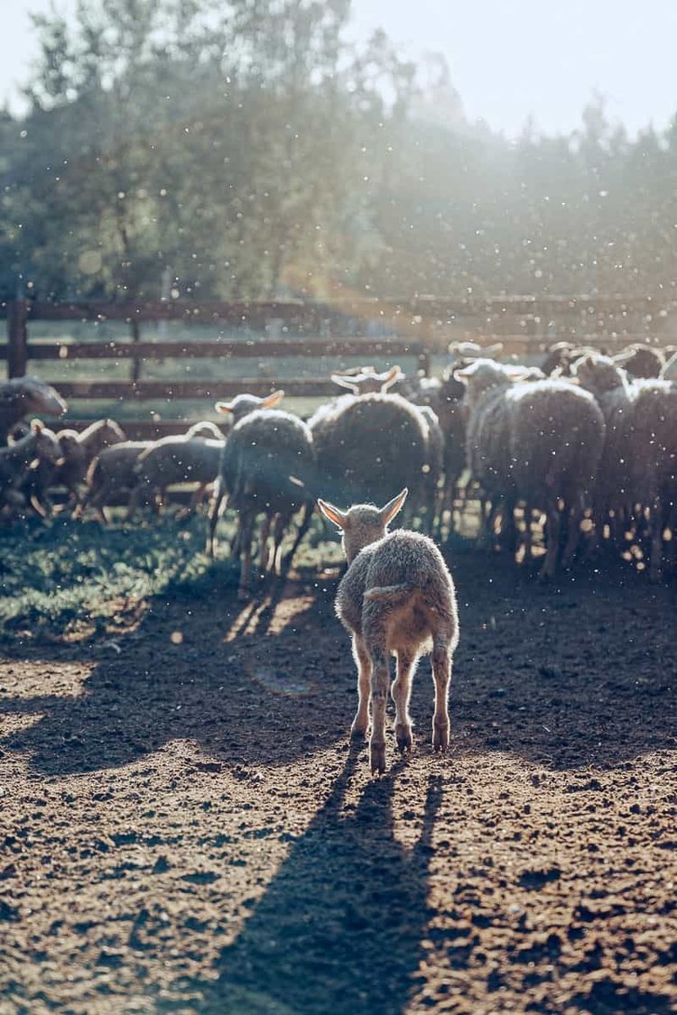 Was bedeutet mulesing free? – Worauf Du bei Wolle achten kannst!