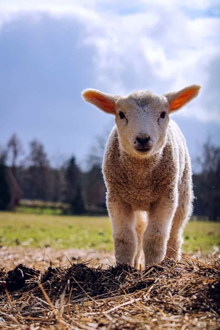 Was bedeutet mulesing free? – Worauf Du bei Wolle achten kannst!