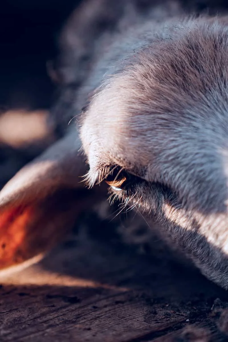 Was bedeutet mulesing free? – Worauf Du bei Wolle achten kannst!