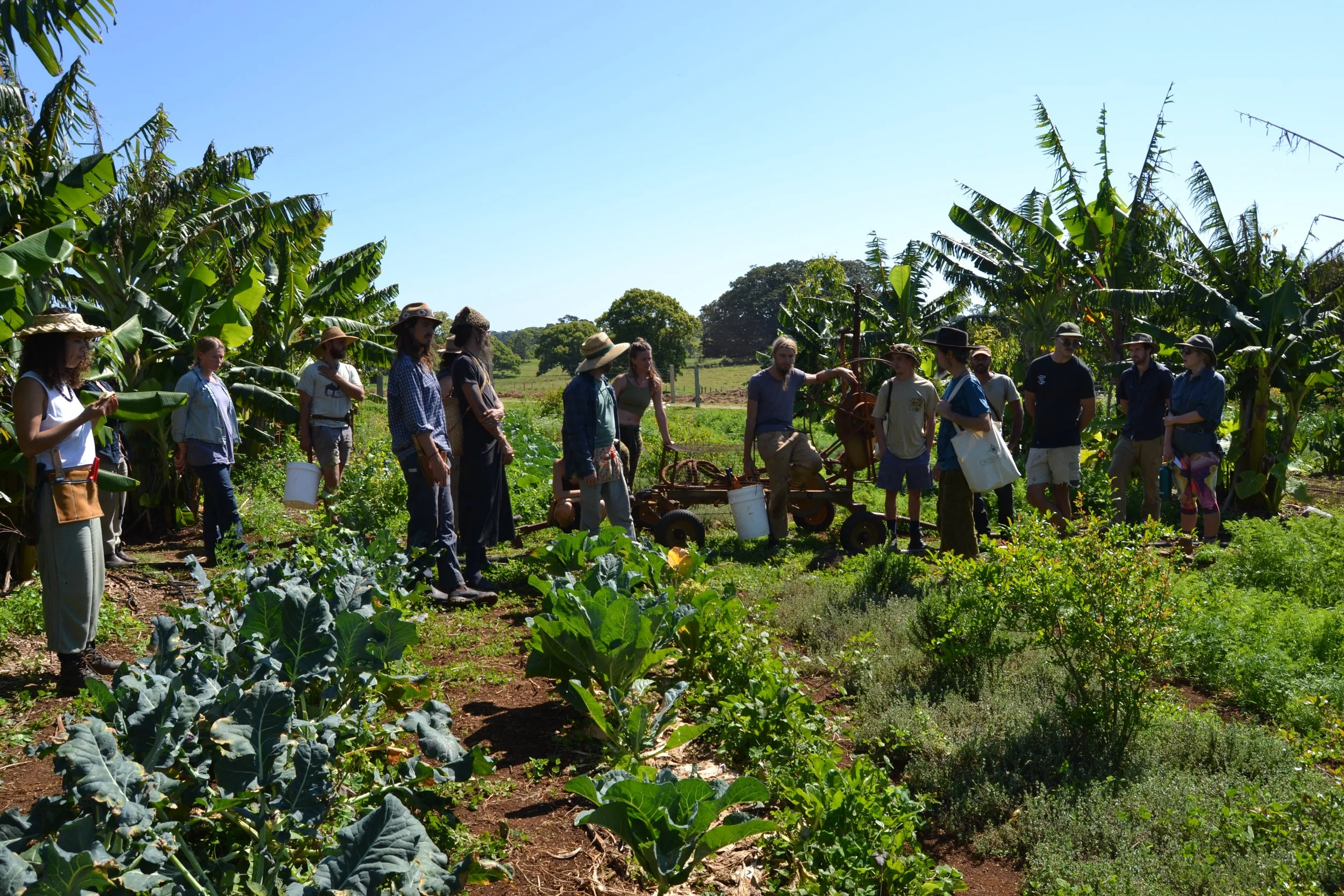 The Farm - Byron Bay — Growing Roots Permaculture