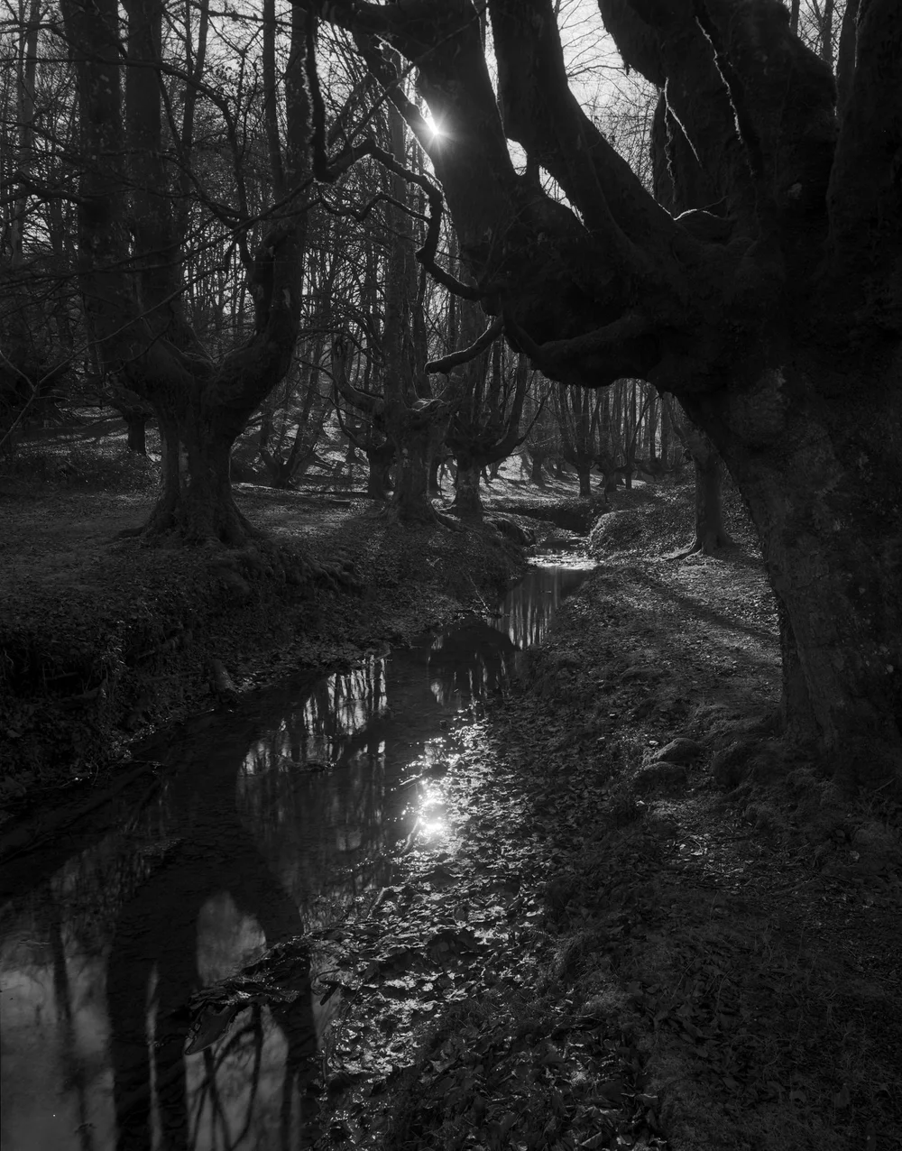 Gran formato y … ¿Scheimpflug? — Disparafilm - Fotografía analógica en ...