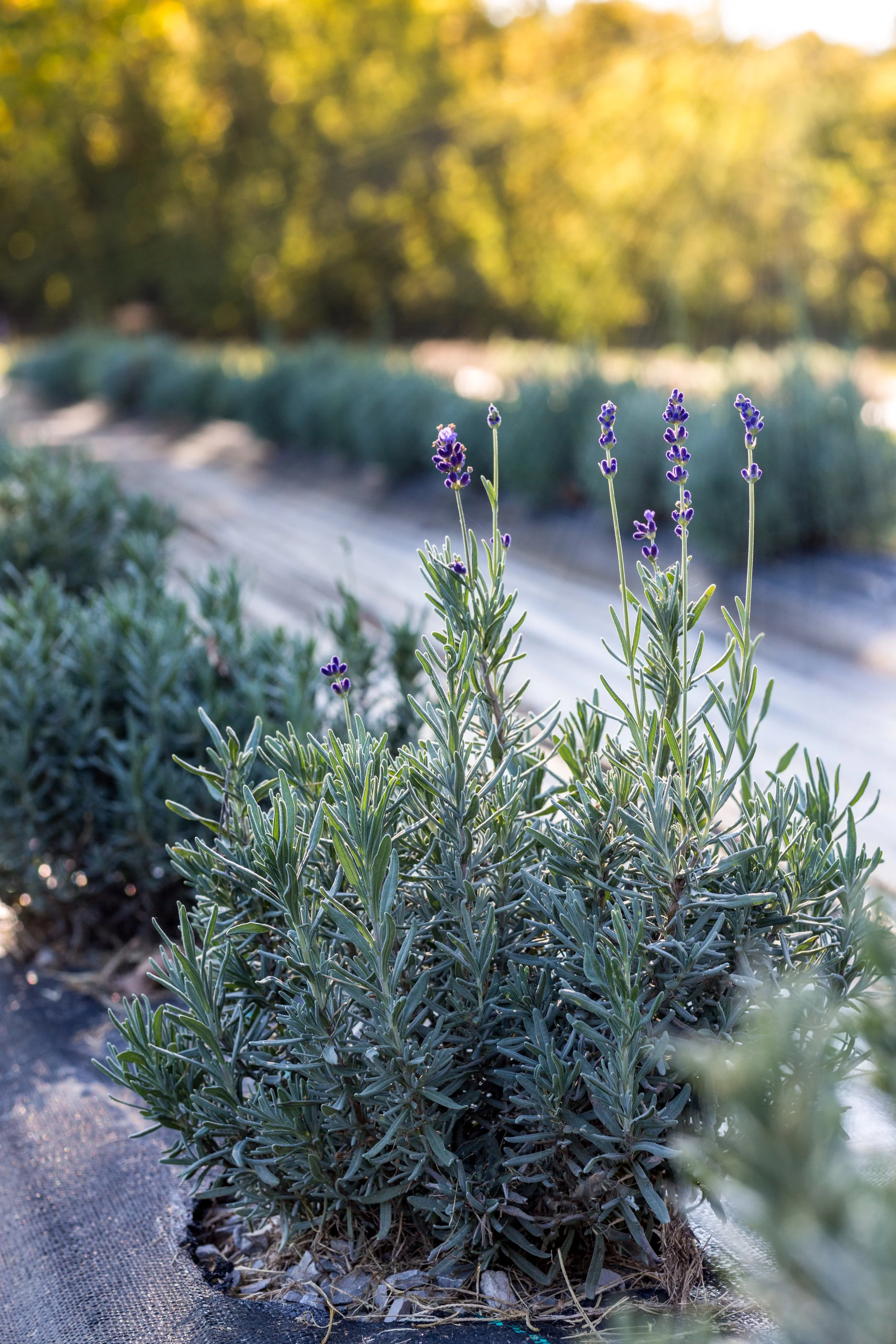French Broad River Lavender Farm