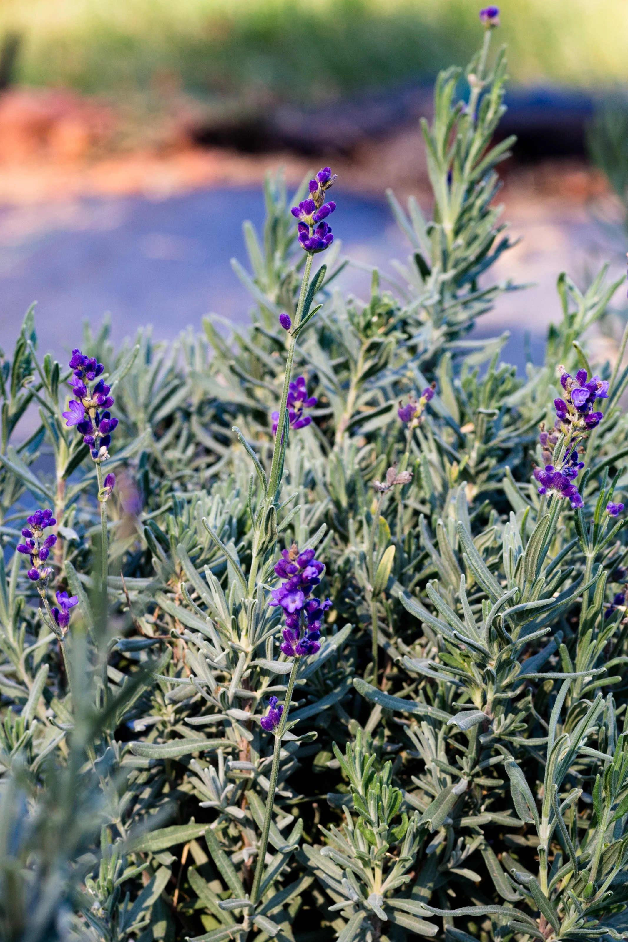 French Broad River Lavender Farm