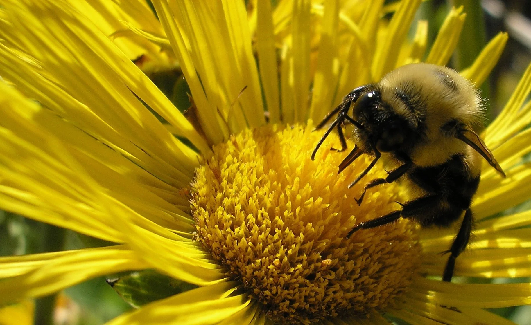 History of SoBro Conservancy — SoBro Conservancy of Saratoga