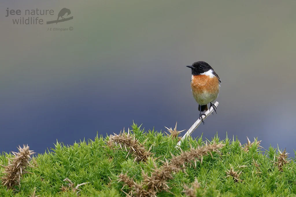 Skomer Island birds: Photography of birds, including Puffin, Manx ...