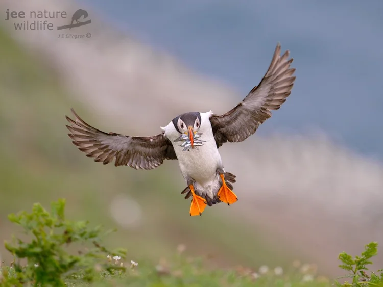 Skomer Island birds: Photography of birds, including Puffin, Manx ...