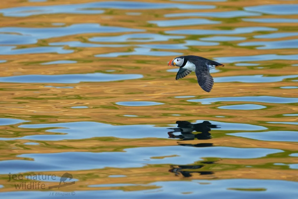 Skomer Island birds: Photography of birds, including Puffin, Manx ...