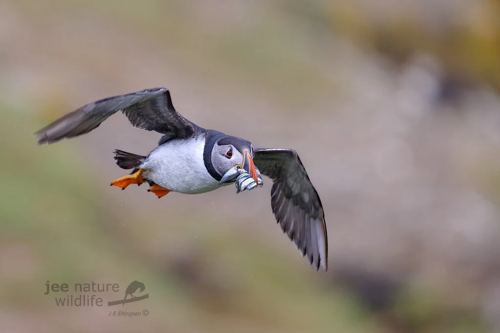 Skomer Island birds: Photography of birds, including Puffin, Manx ...