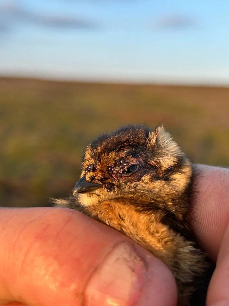 Ticks — Regional Moorland Groups