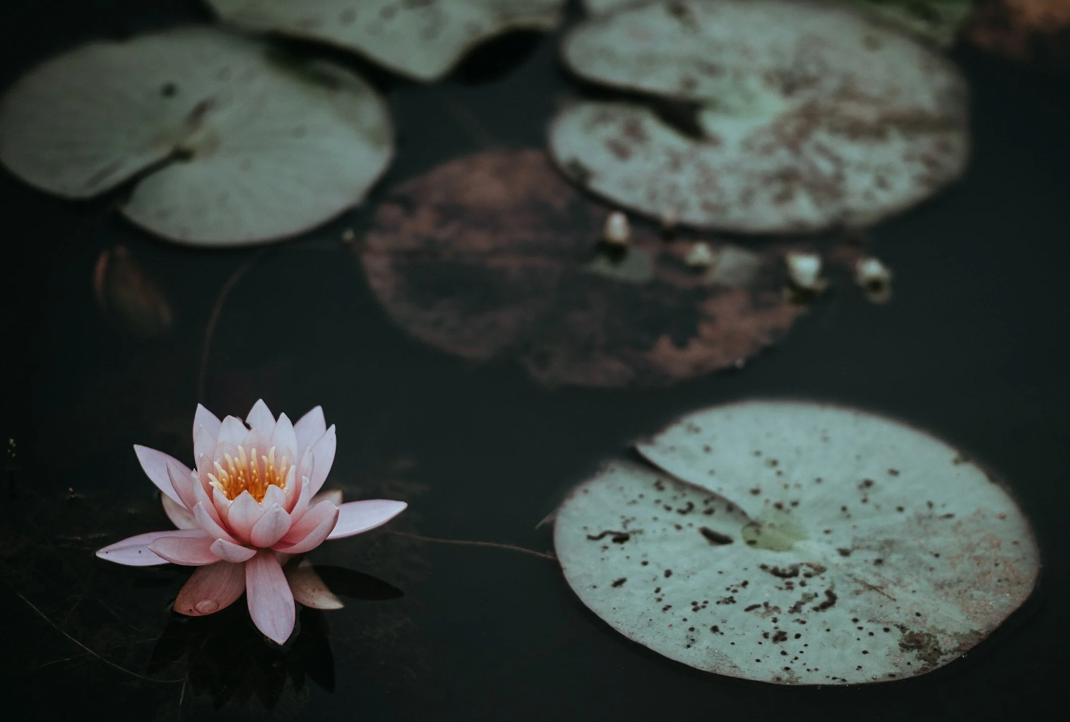 How to Navigate Resistance during Your Healing Journey — Corinne Elizabeth