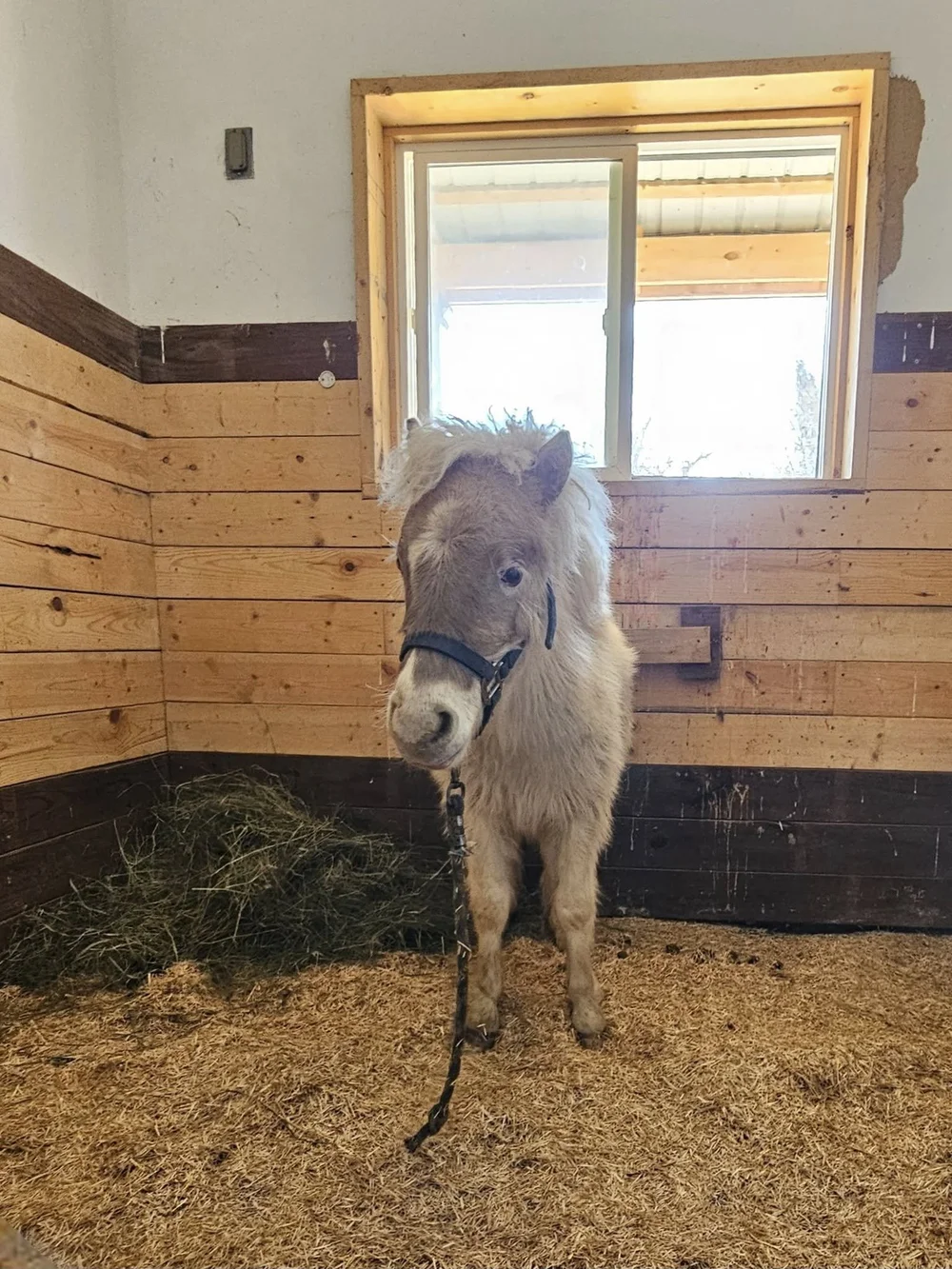 Available horses — GRG Ranch Horse Rescue & Sanctuary