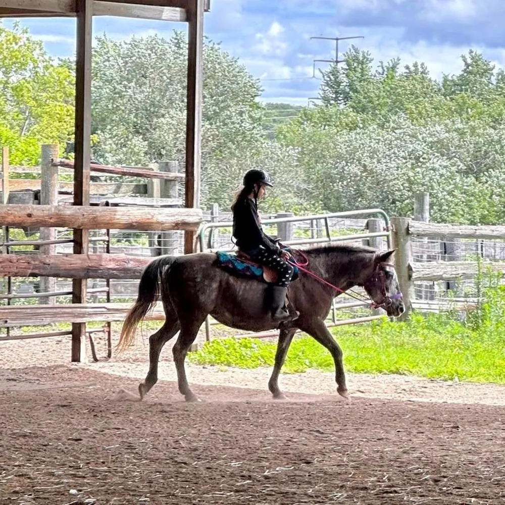 Available horses — GRG Ranch Horse Rescue & Sanctuary