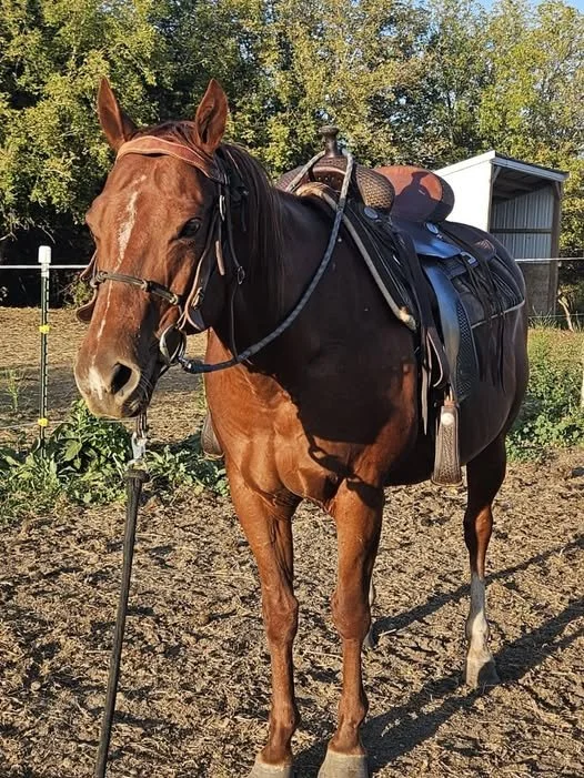 Miss Vicki Lawrence(adopted) — GRG Ranch Horse Rescue & Sanctuary