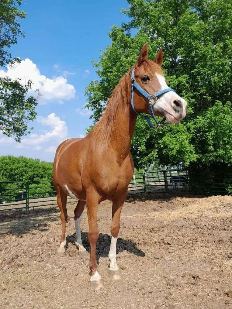 Available horses — GRG Ranch Horse Rescue & Sanctuary