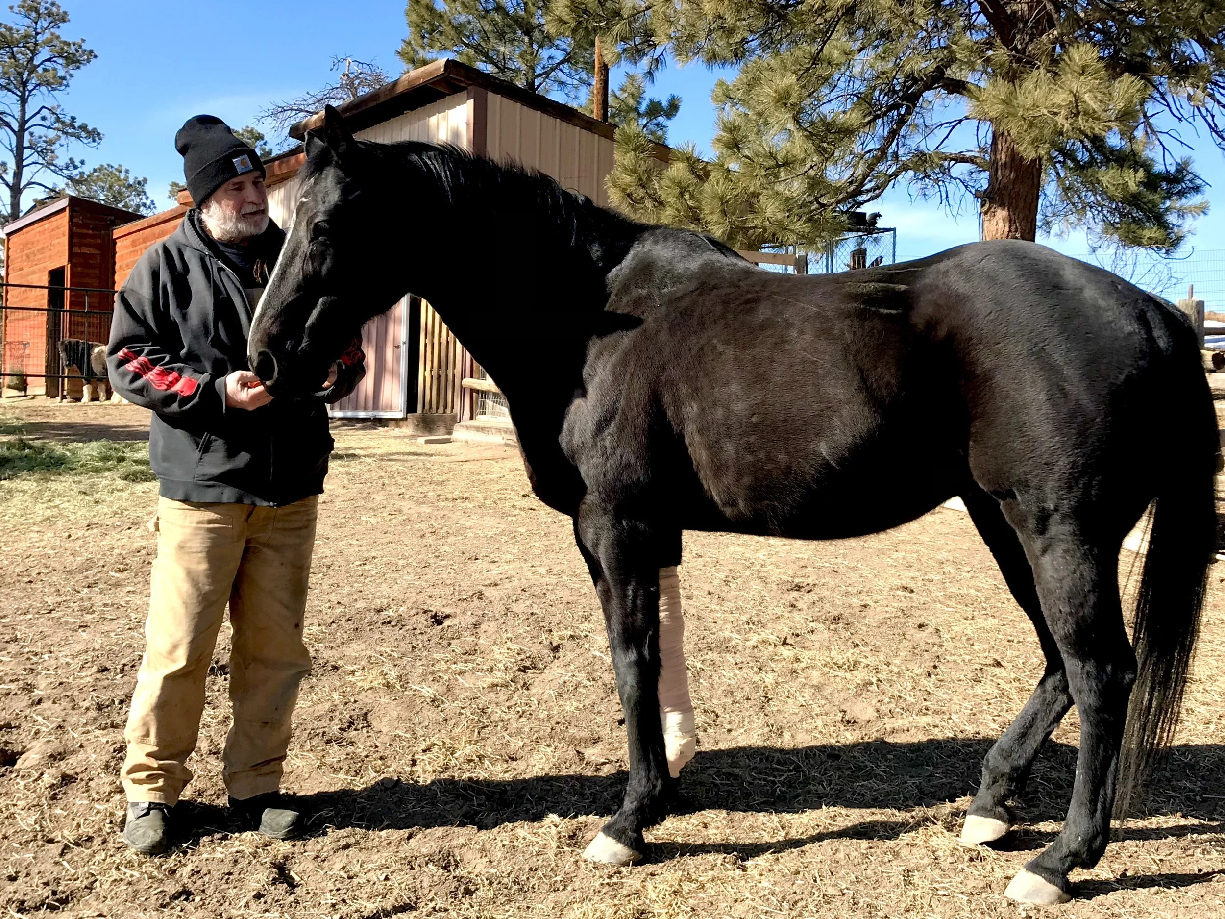 Volunteer — The Equine Sanctuary