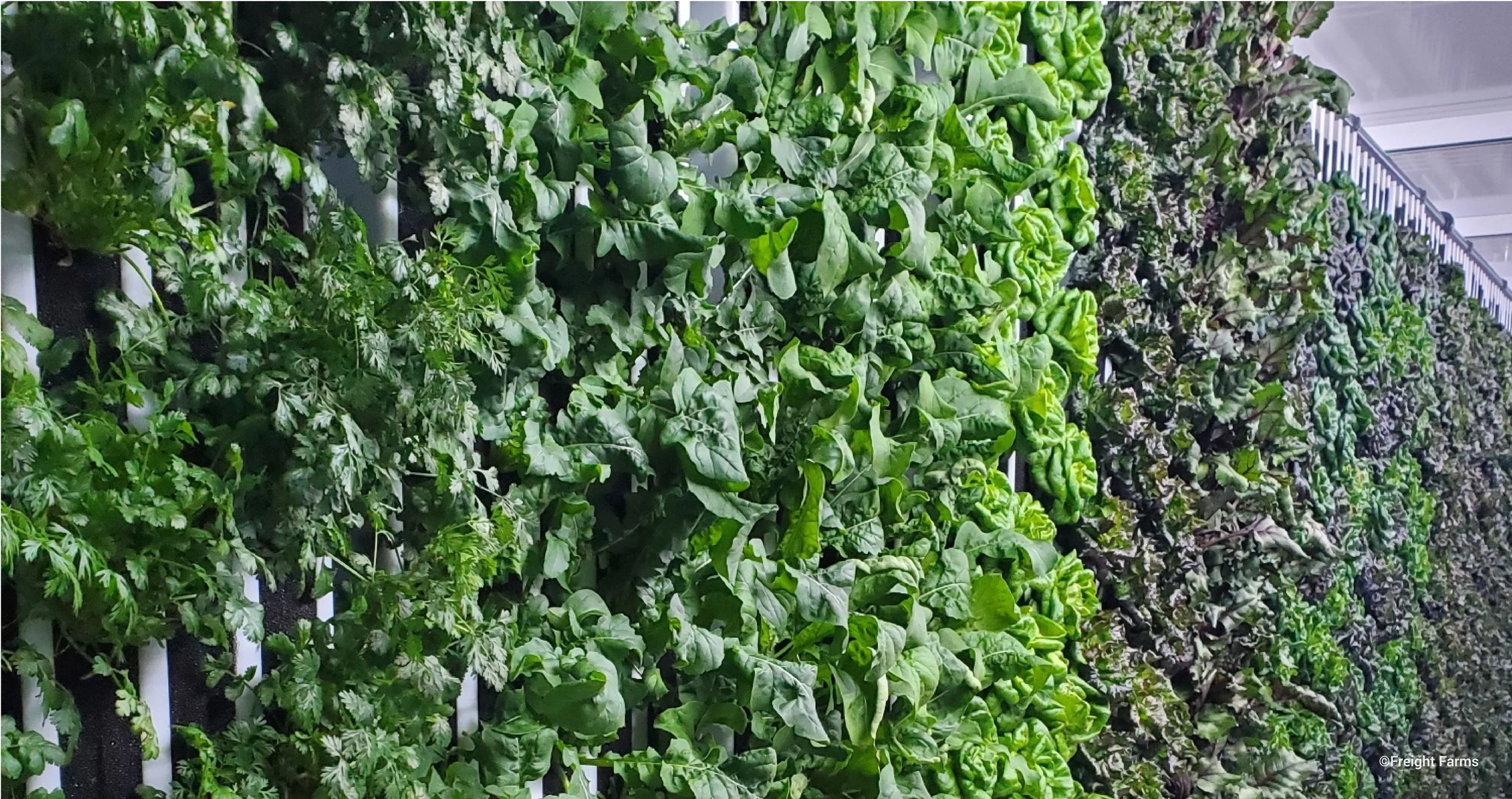 Products | Leafy Greens | Microgreens | Nutrient Dense | Sustainably ...