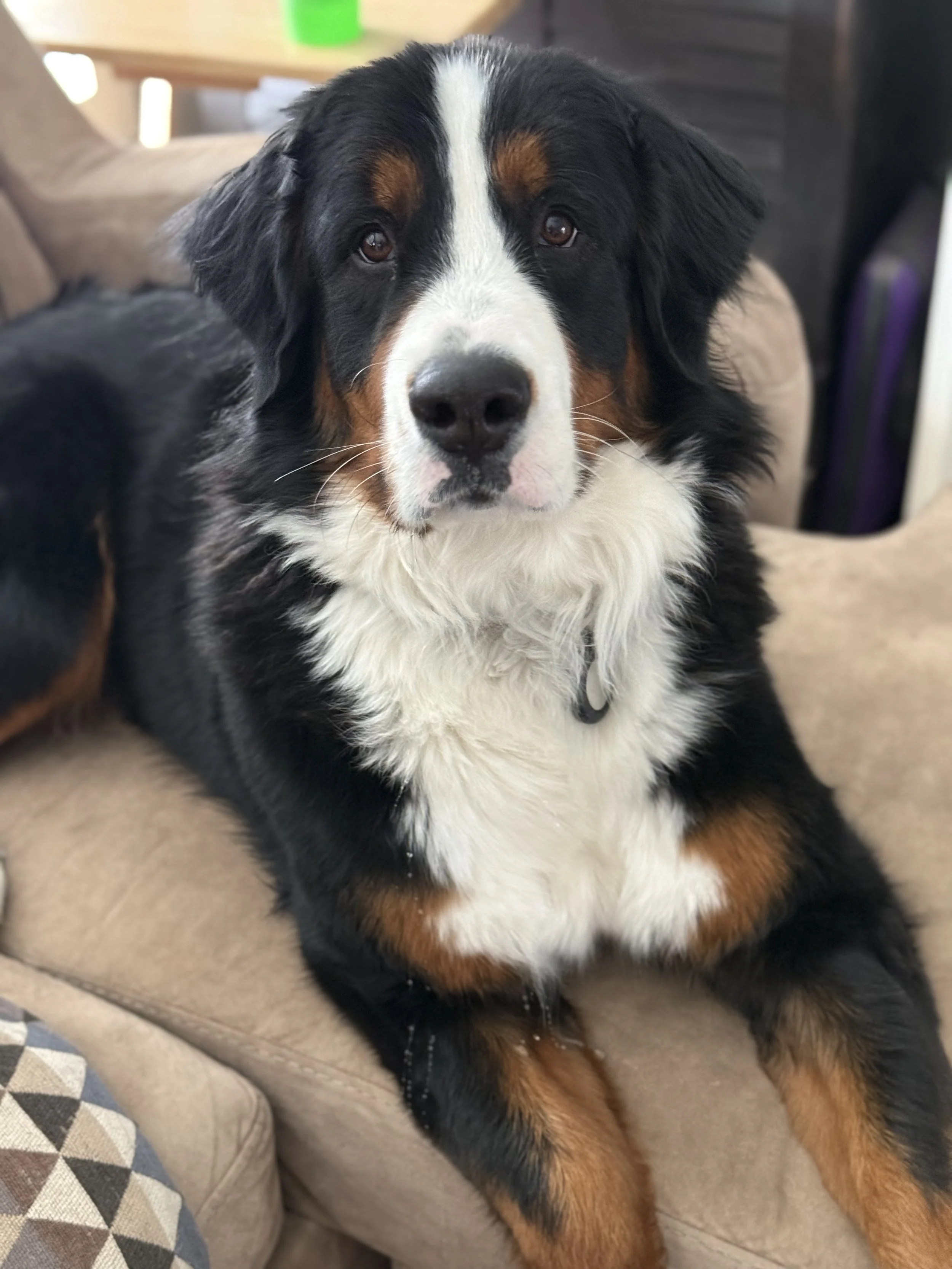 Our Dogs — Faith & Family Farm