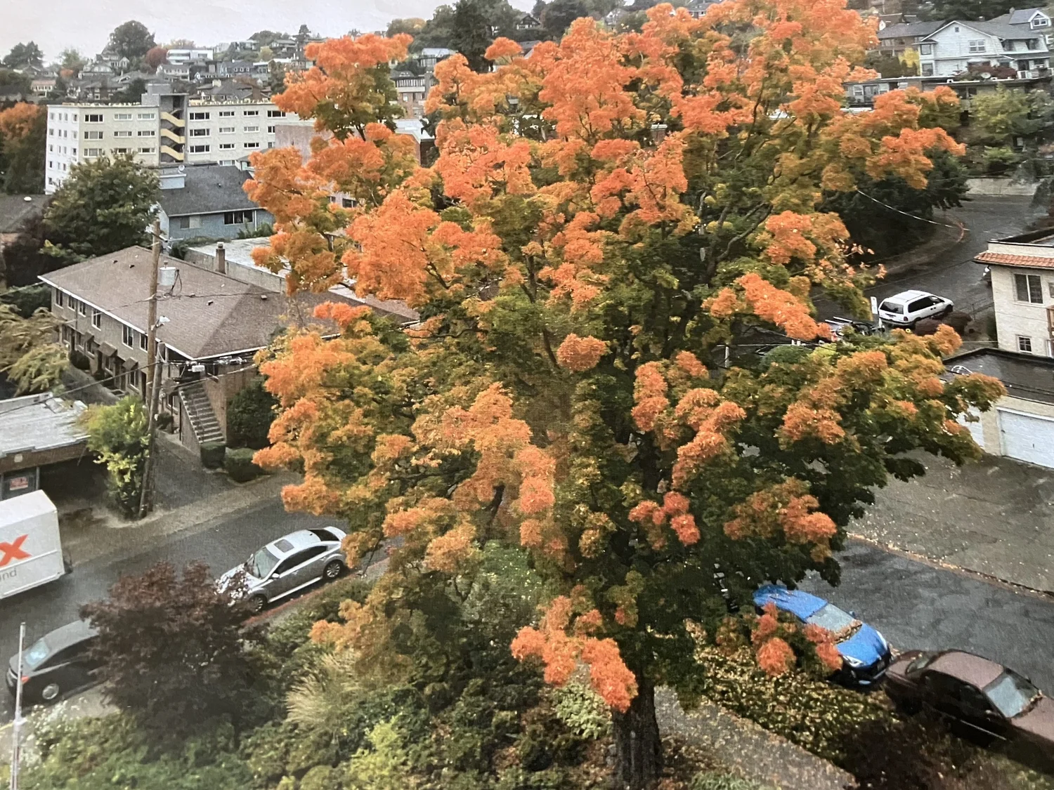 The Mystery of the Black Maple — Queen Anne Historical Society