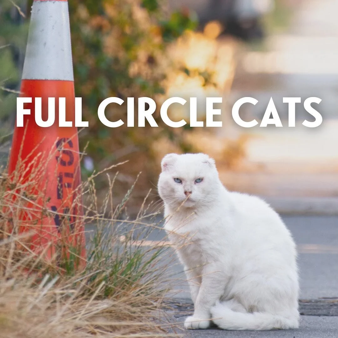 Full Circle Cats