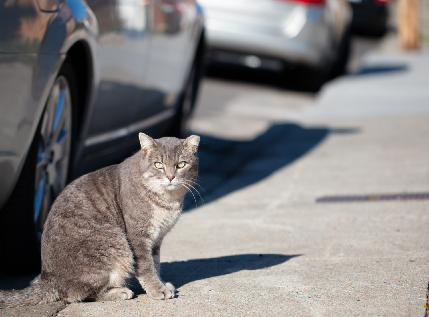 Feral Change Program — Full Circle Cats