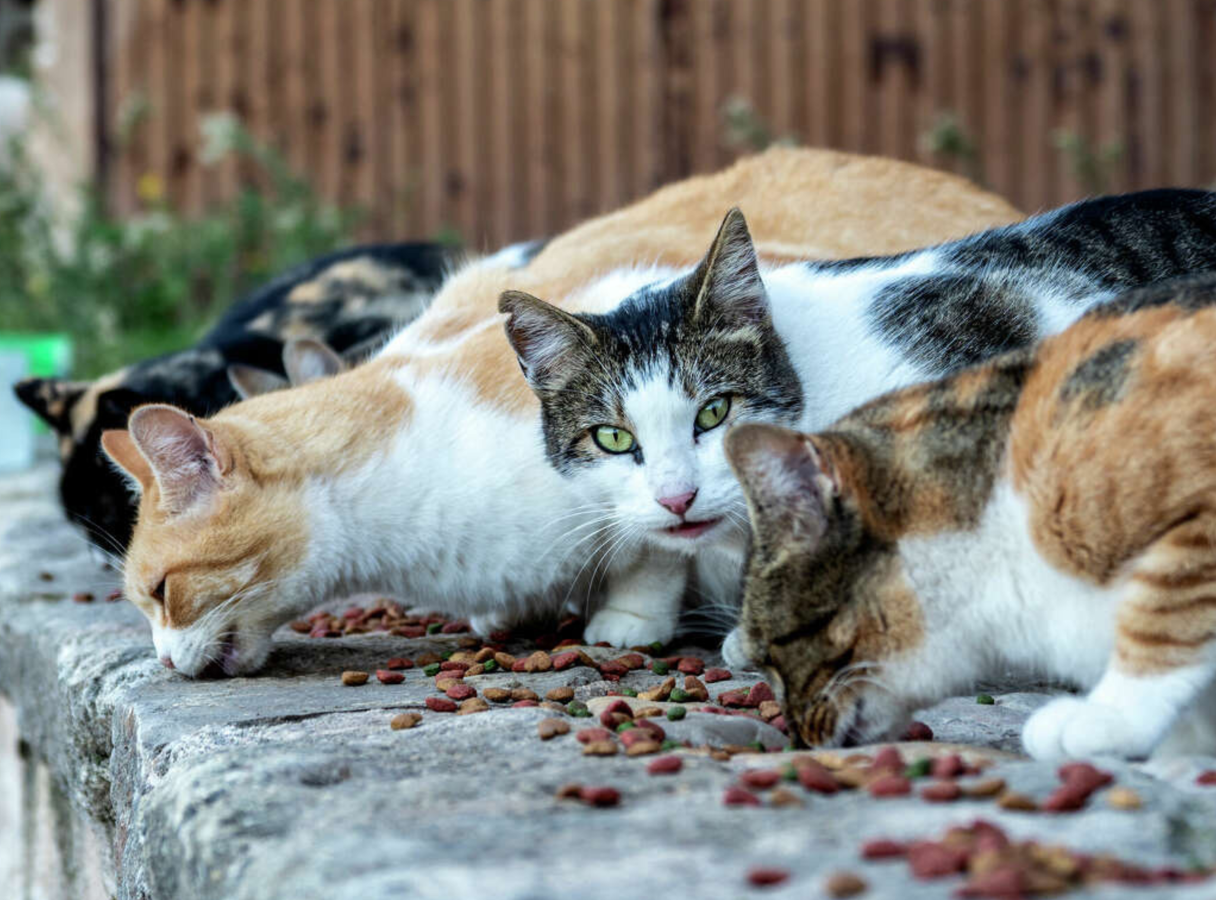 What are Community Cats? — Full Circle Cats