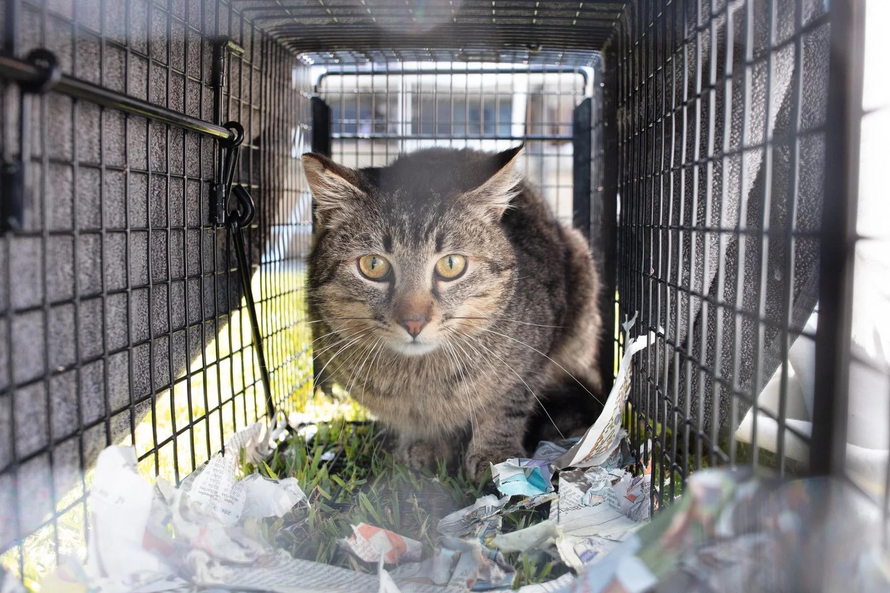 Workshops — Full Circle Cats