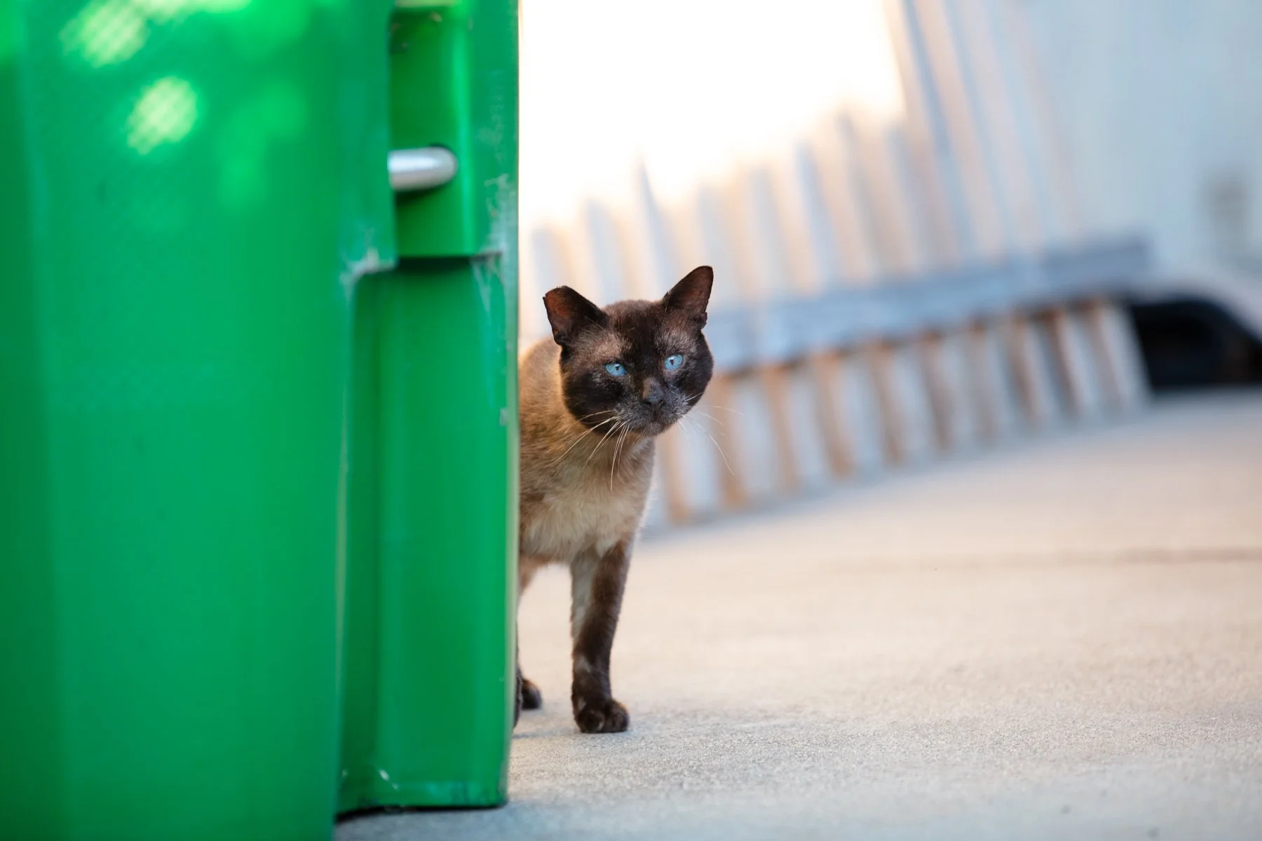 Events — Full Circle Cats