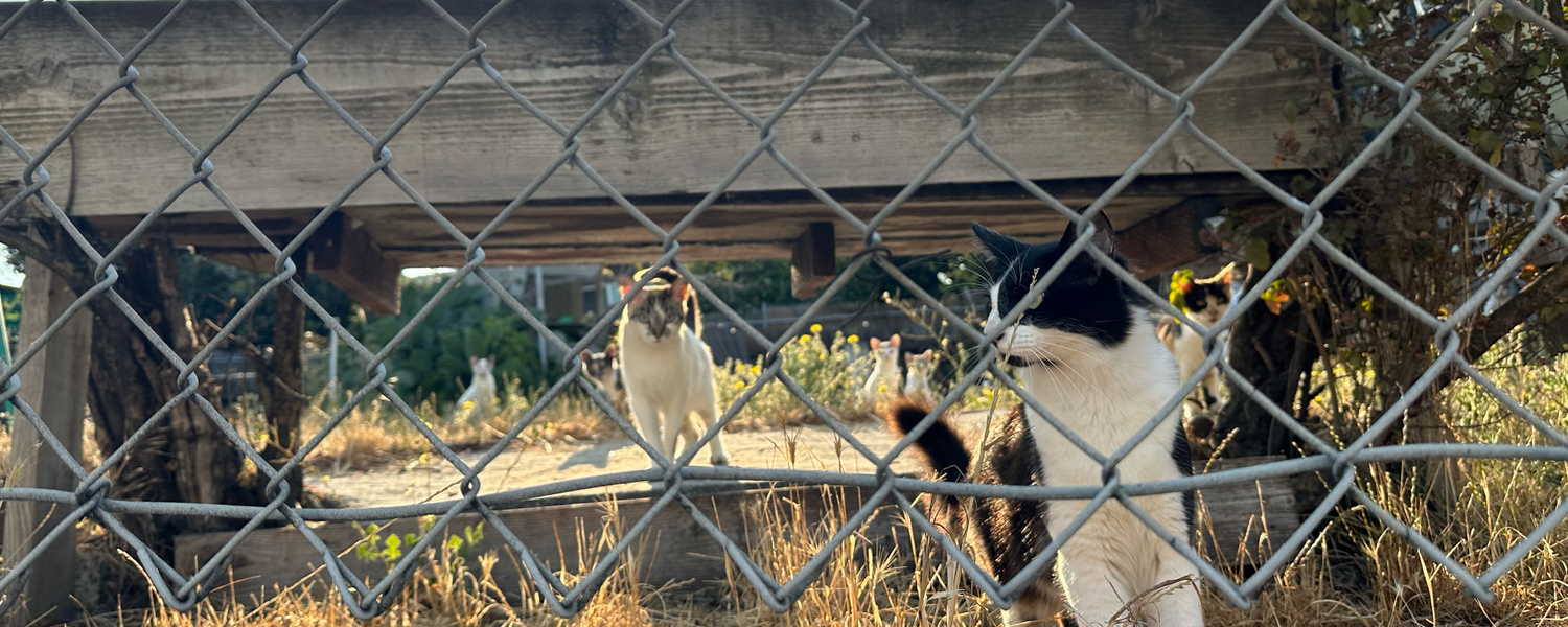 Request Assistance — Full Circle Cats