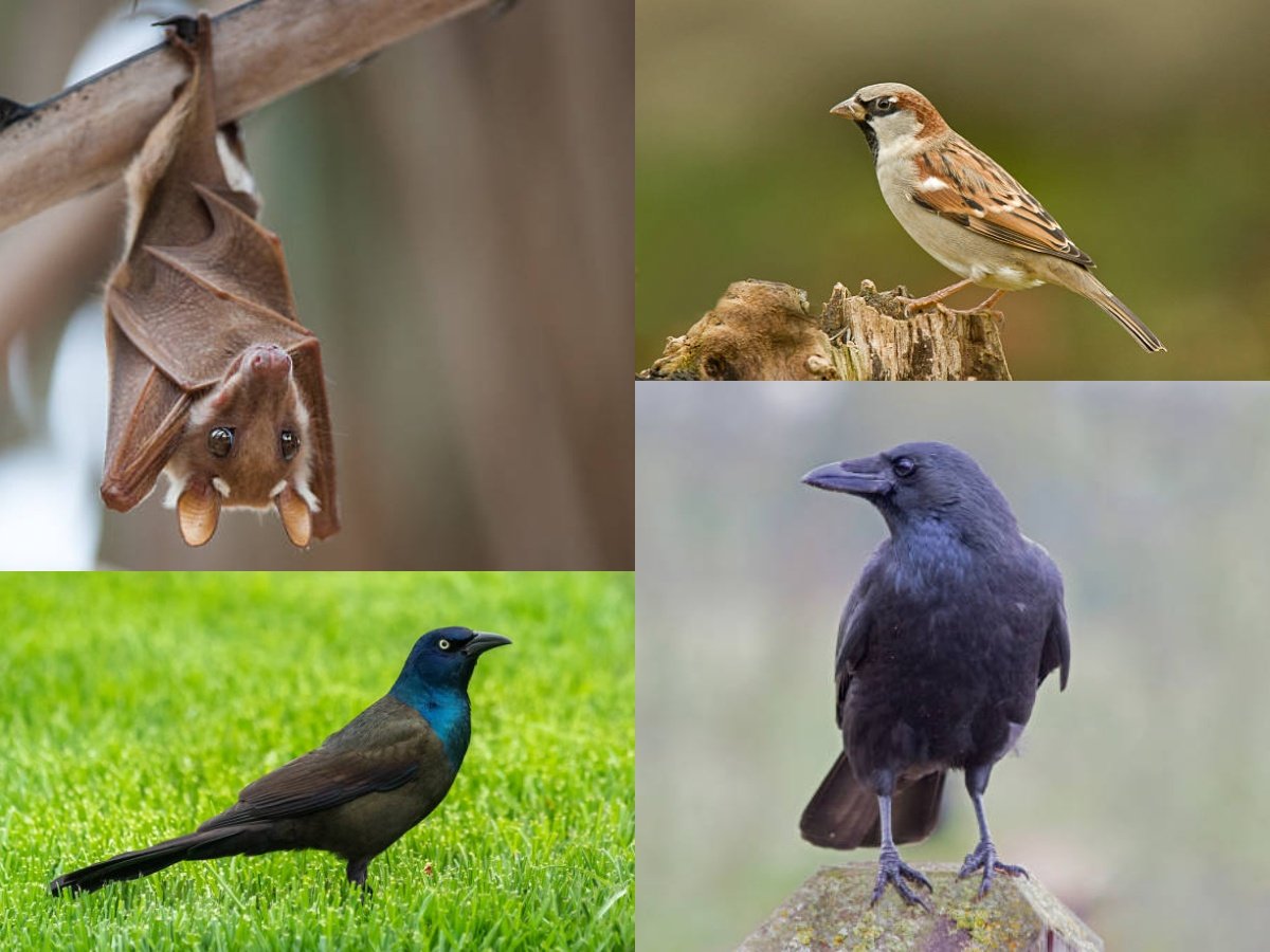 Effective Solutions for Nuisance Birds, Bats, Sparrows & Grackles ...