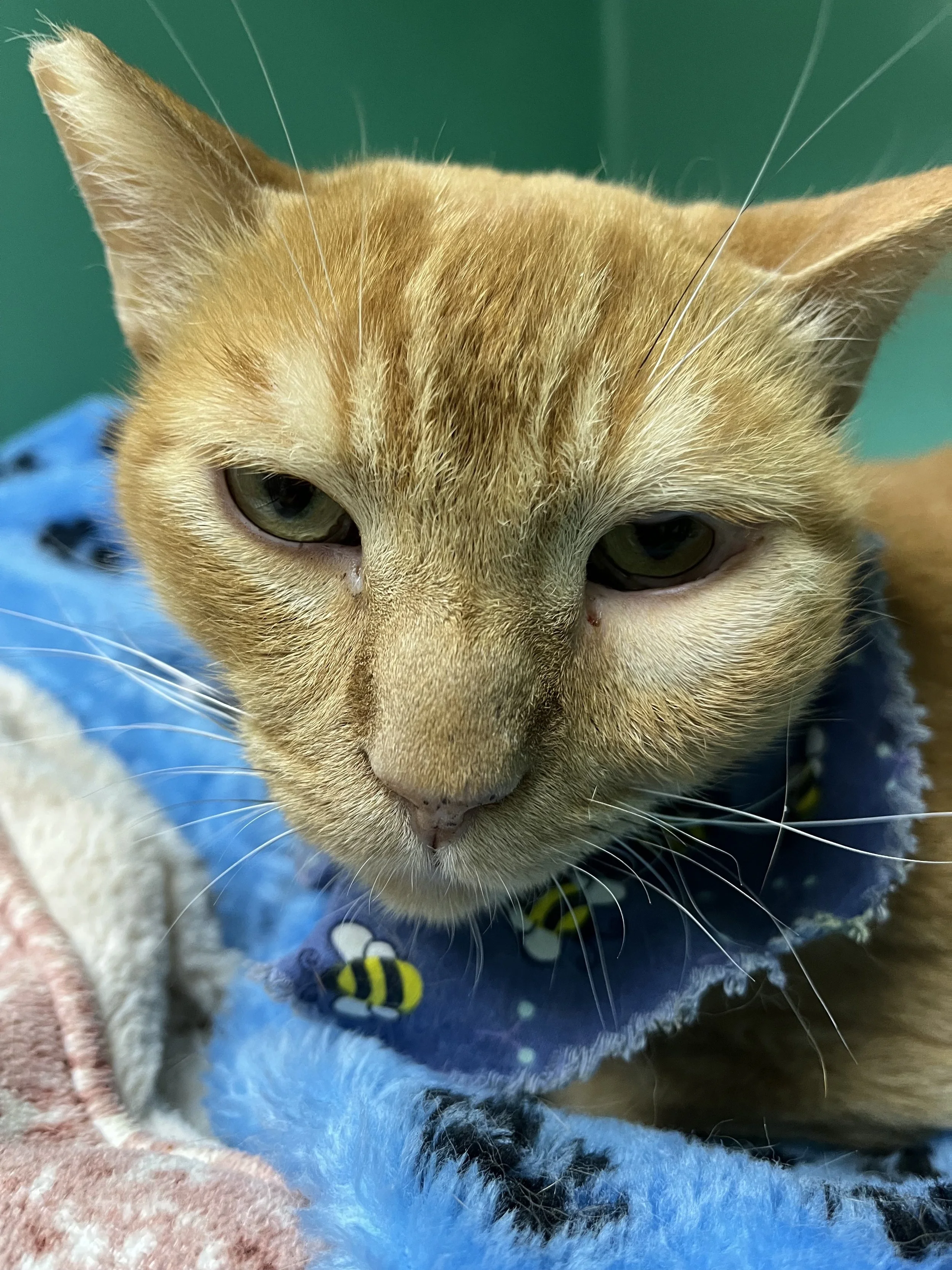 Pumpkin’s Story — GHS