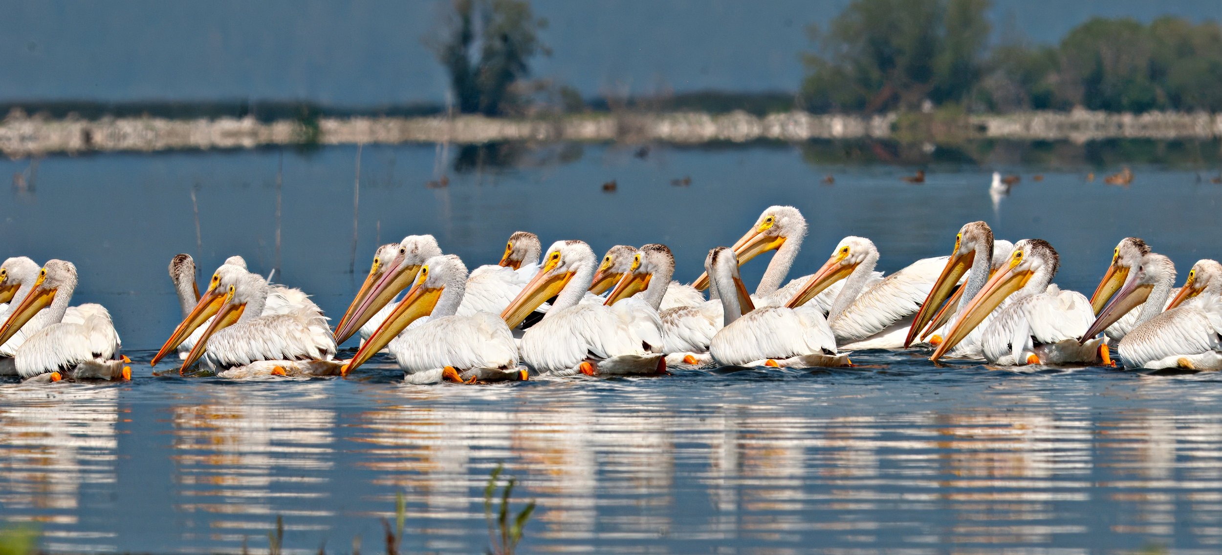 Pelican Gallery For Sale — Klamath Wingwatchers