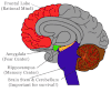 How Trauma Changes Your Brain — South Counseling