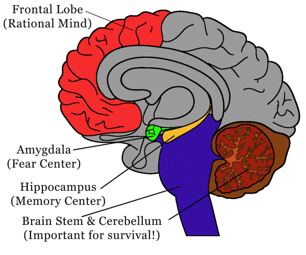 How Trauma Changes Your Brain — South Counseling