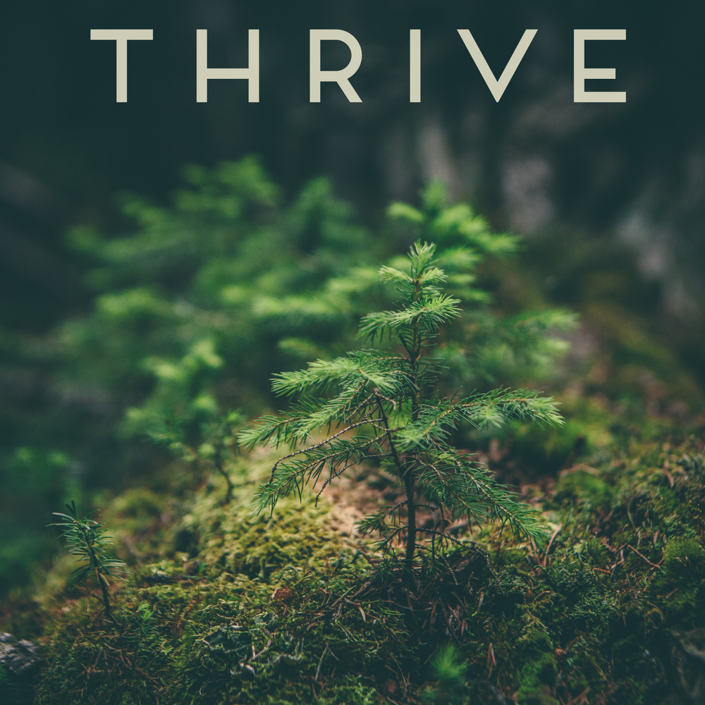 My One Little Word for 2020 — Katie the Creative Lady | Create, Capture ...