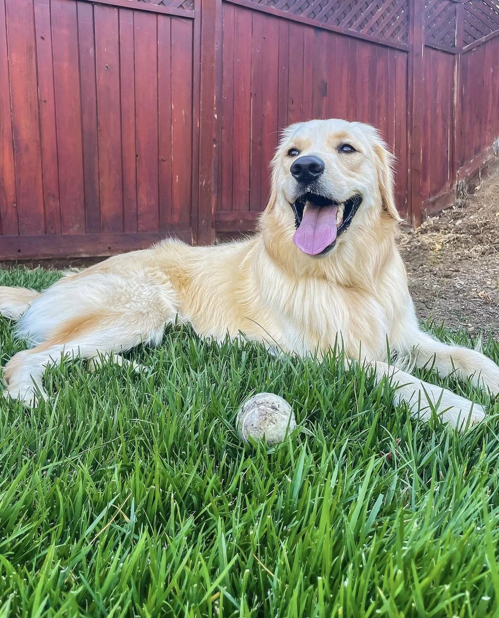 Basic to Advanced: The Ultimate Dog Tricks List — Graham Friendly