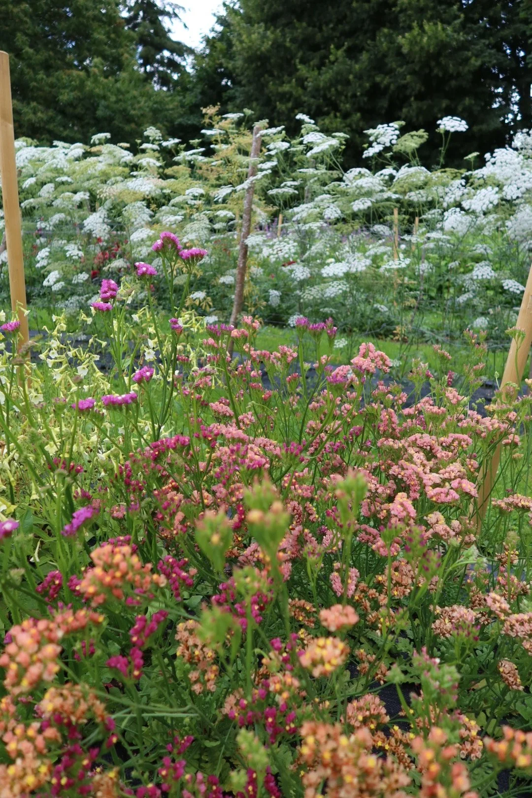 Our Flower Sources With Consideration For Optimum Sustainability ...